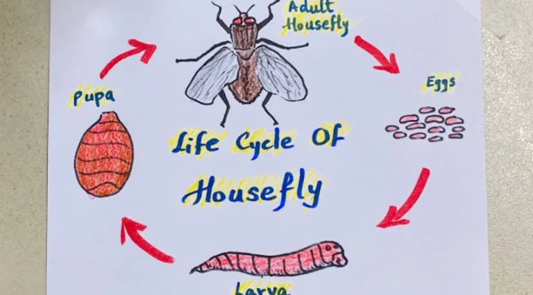 Red Panda Life Cycle Explained: From Tiny Cubs to Tree-Dwelling ...